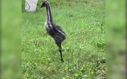 Baby Emu’s Silly Zoomies Are Too Cute to Handle - iHeartDogs.com