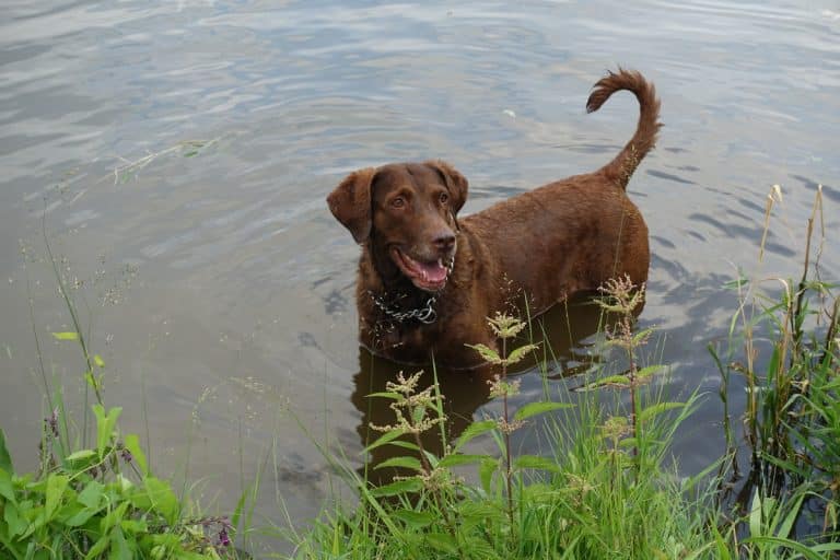 13 Nature-Loving Dog Breeds Who Thrive In Woods And Water - iHeartDogs.com
