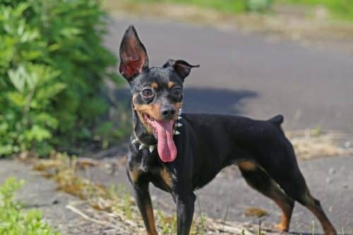 13 Easy Dog Breeds That Need Minimal Grooming & Maintenance ...