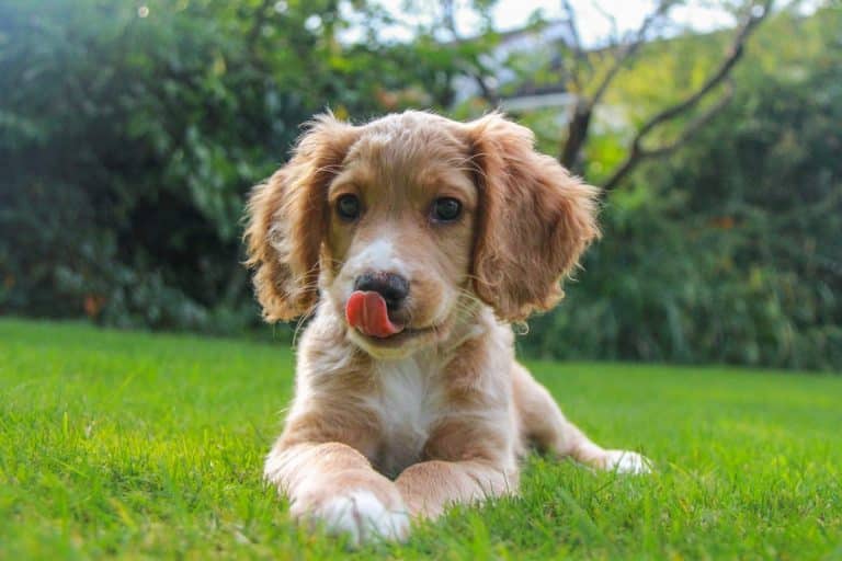 7 Best Lick Mats for Dogs (2026): Calm Anxiety, Beat Boredom & Survive ...