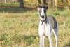 13 Easy Dog Breeds That Need Minimal Grooming & Maintenance ...