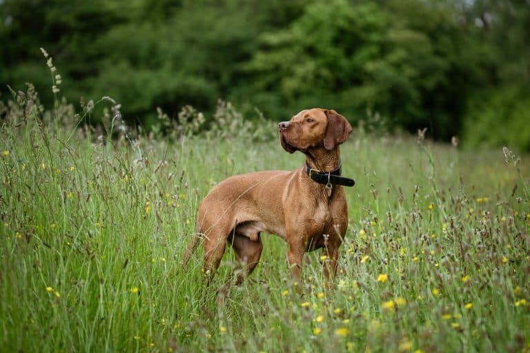 15 Adventurous Dog Breeds That Think Life’s One Big Trip - iHeartDogs.com