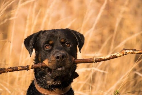 11 ‘Bold’ Dog Breeds That Love A Good Challenge - iHeartDogs.com