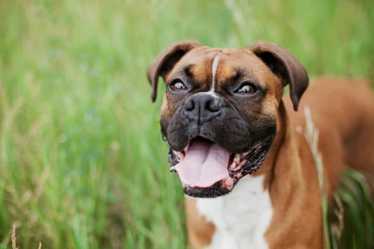 15 Most Hilarious Canine Breeds Identified for Their Goofy ...