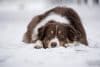 11 Focused Dog Breeds That Shine In High-Distraction Environments ...