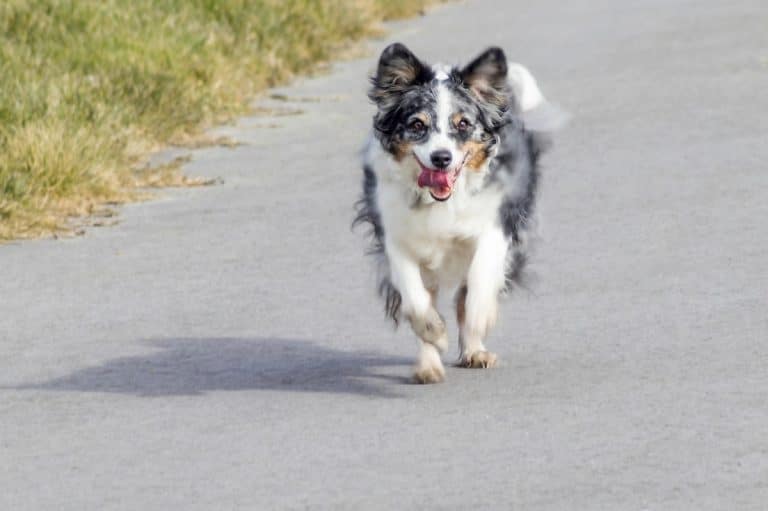13 Ultimate Peppy Dog Breeds With Limitless Energy - iHeartDogs.com