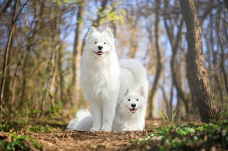 15 ‘Photogenic’ Dog Breeds That Always Look Instagram-Ready ...
