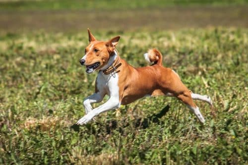 15 Heat-Hardy Dog Breeds That Know How To Handle The Heat - iHeartDogs.com