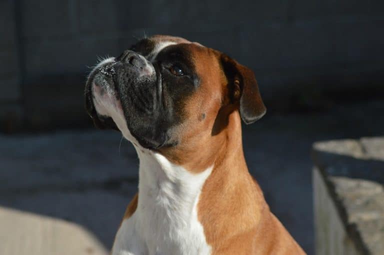 13 High-Energy Dog Breeds That Can Handle Intense Training - iHeartDogs.com
