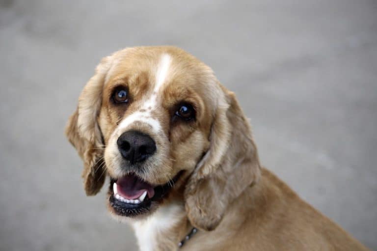 11 ‘Expressive’ Dog Breeds With Remarkably Animated Faces - iHeartDogs.com