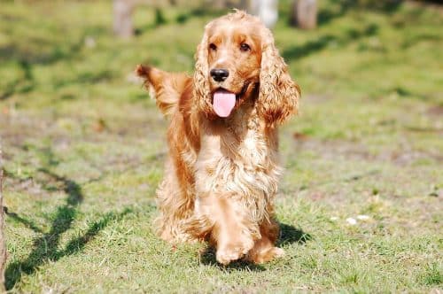 11 Goofy Dog Breeds That Find Joy in Everything - iHeartDogs.com