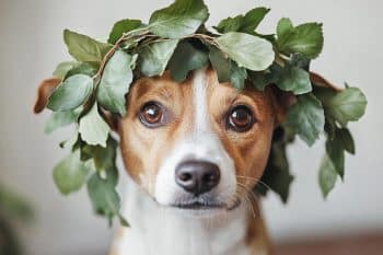 6 Traditional Ayurvedic Herbs That Promote Wellness in Dogs - Best Best Dog