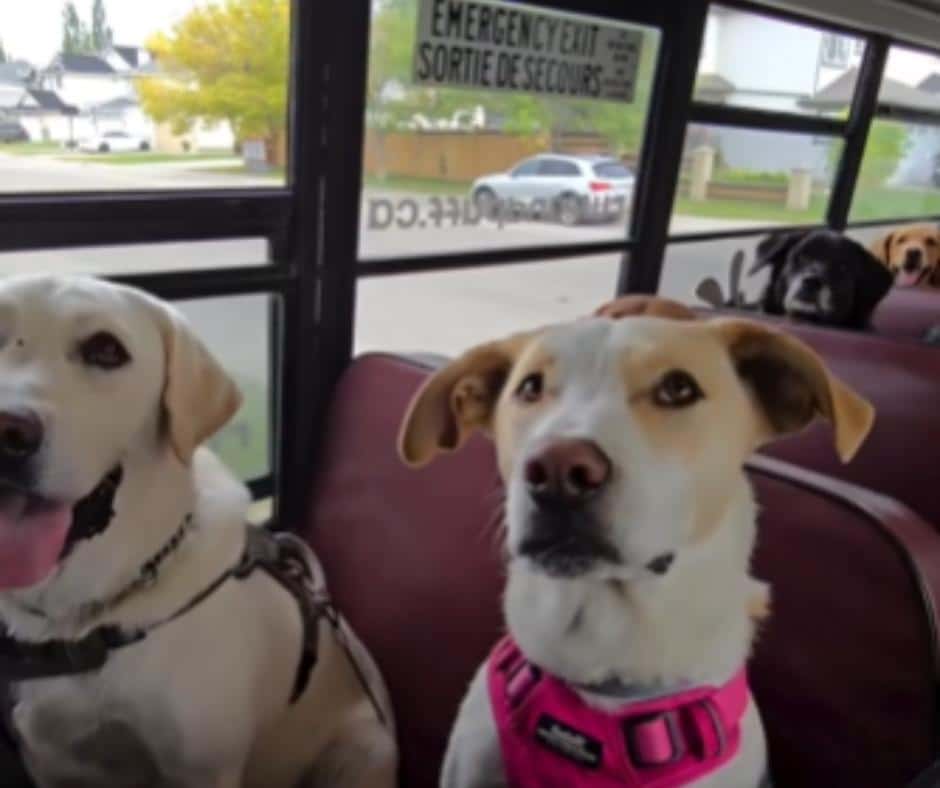 From Excited to Exhausted: What the Dog Bus Riders Look Like Before and ...