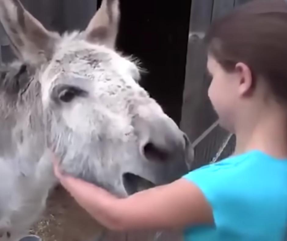 Donkey’s Loud, Joyful Cry Says Everything About Their Bond - iHeartDogs.com