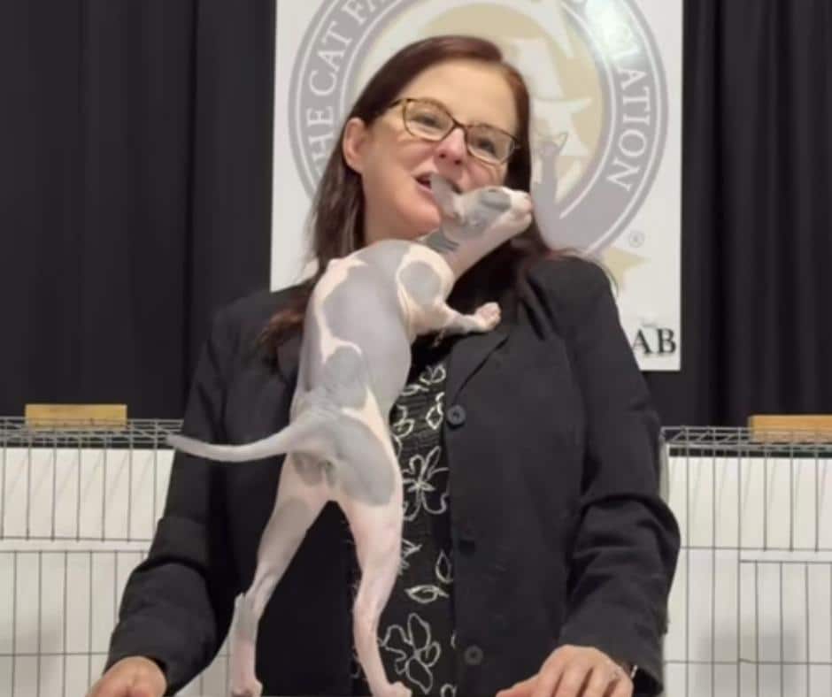 Clever Hairless Cat Tries to Work the Show Judge With a Bit of Flair ...