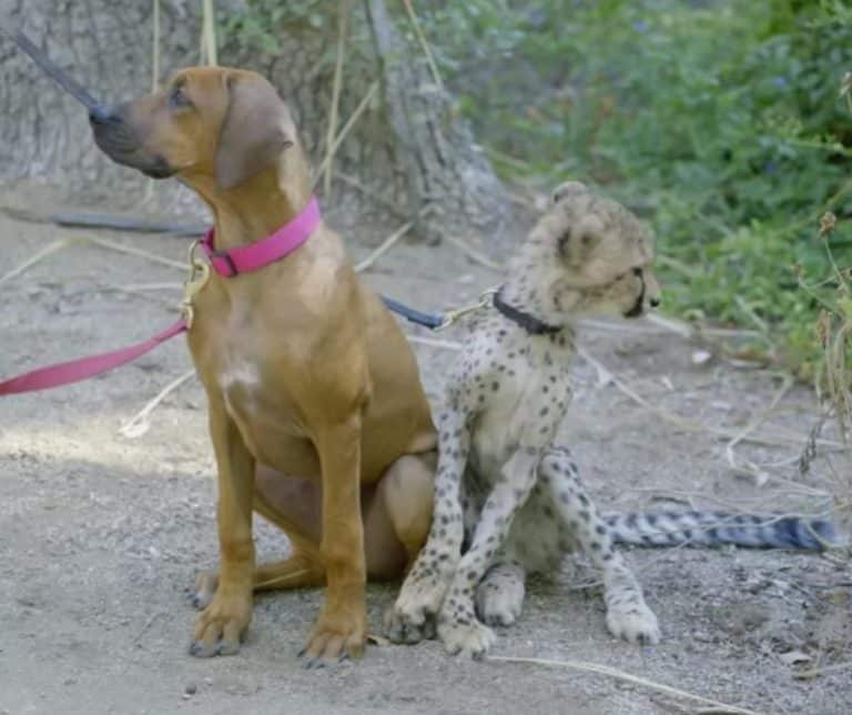 This Dog-Cheetah Duo Proves Friendship Knows No Species - iHeartDogs.com