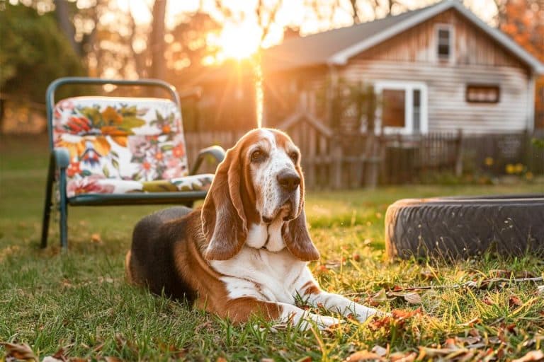 13 Chill Dog Breeds That Won’t Stress You Out - iHeartDogs.com