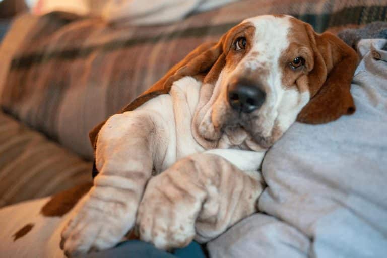 9 Snuggly Dog Breeds That Perfect The Art Of Lounging - iHeartDogs.com