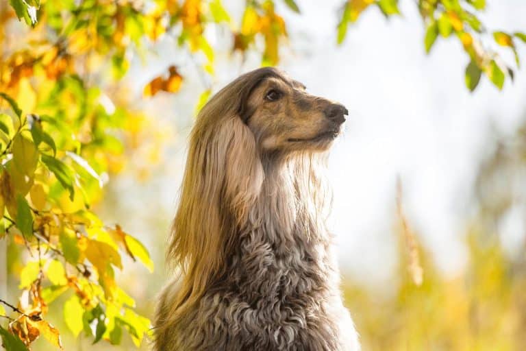 15 ‘Photogenic’ Dog Breeds That Always Look Instagram-Ready ...