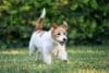 13 Ultimate Peppy Dog Breeds With Limitless Energy - iHeartDogs.com
