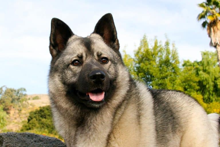 11 Historical Dog Breeds With Interesting Origins - iHeartDogs.com