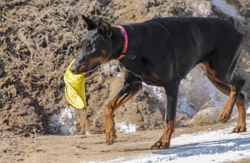 11 ‘Bold’ Dog Breeds That Love A Good Challenge - iHeartDogs.com