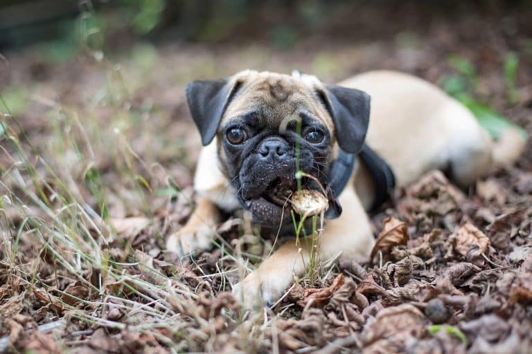 15 Beginner-Friendly Dog Breeds That Practically Train You - iHeartDogs.com