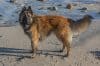 11 Focused Dog Breeds That Shine In High-Distraction Environments ...