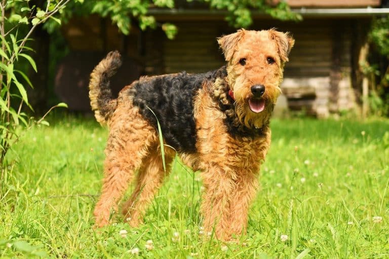 11 ‘Bold’ Dog Breeds That Love A Good Challenge - iHeartDogs.com