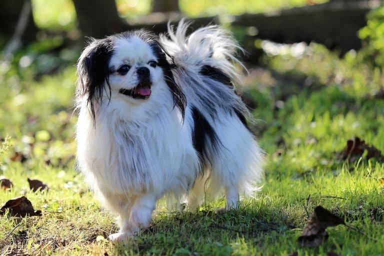13 Dog Breeds That Were Beloved by Famous Kings & Queens - iHeartDogs.com