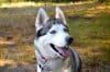 11 ‘Expressive’ Dog Breeds With Remarkably Animated Faces - iHeartDogs.com