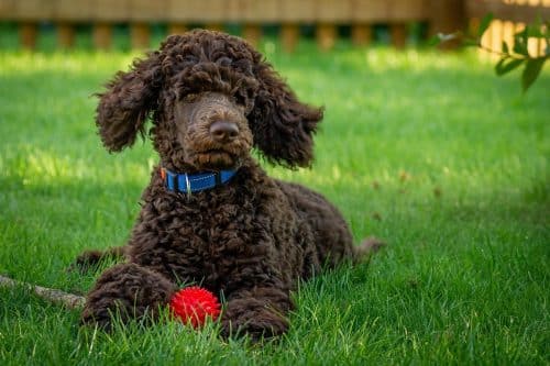 13 High-Energy Dog Breeds That Can Handle Intense Training - iHeartDogs.com