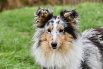 9 ‘Polite’ Dog Breeds That Mind Their Manners - iHeartDogs.com