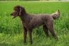 11 Focused Dog Breeds That Shine In High-Distraction Environments ...