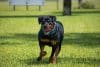 11 ‘Bold’ Dog Breeds That Love A Good Challenge - iHeartDogs.com