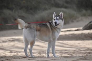 11 ‘Bold’ Dog Breeds That Love A Good Challenge - iHeartDogs.com