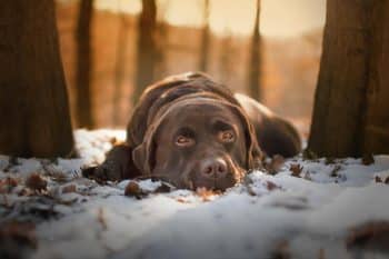 11 Focused Dog Breeds That Shine In High-Distraction Environments ...
