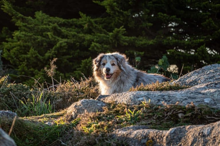 11 Heartbreaking but Beautiful Truths About the Rainbow Bridge ...
