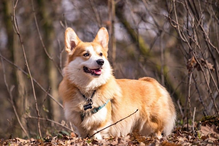 15 ‘Photogenic’ Dog Breeds That Always Look Instagram-Ready ...