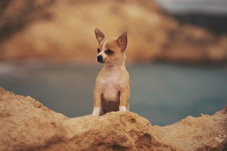 15 Heat-Hardy Dog Breeds That Know How To Handle The Heat - iHeartDogs.com