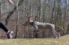 13 High-Energy Dog Breeds That Can Handle Intense Training - iHeartDogs.com