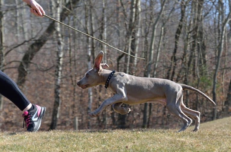 13 High-Energy Dog Breeds That Can Handle Intense Training - iHeartDogs.com