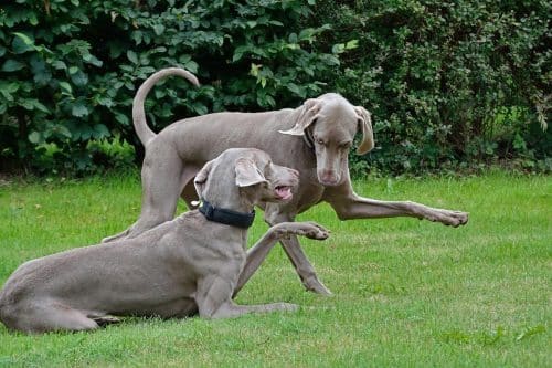 13 Ultimate Peppy Dog Breeds With Limitless Energy - iHeartDogs.com