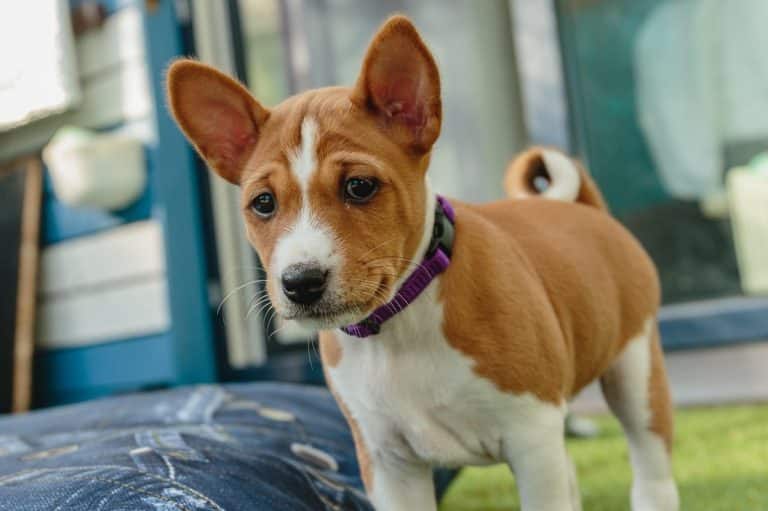 15 Quiet Dog Breeds That Thrive In Peaceful Spaces - iHeartDogs.com