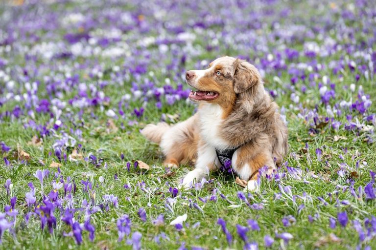 11 Heartbreaking but Beautiful Truths About the Rainbow Bridge ...