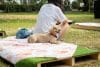 11 Heartbreaking but Beautiful Truths About the Rainbow Bridge ...