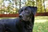 15 Dog Breeds That Were The First to Star in Color Television ...