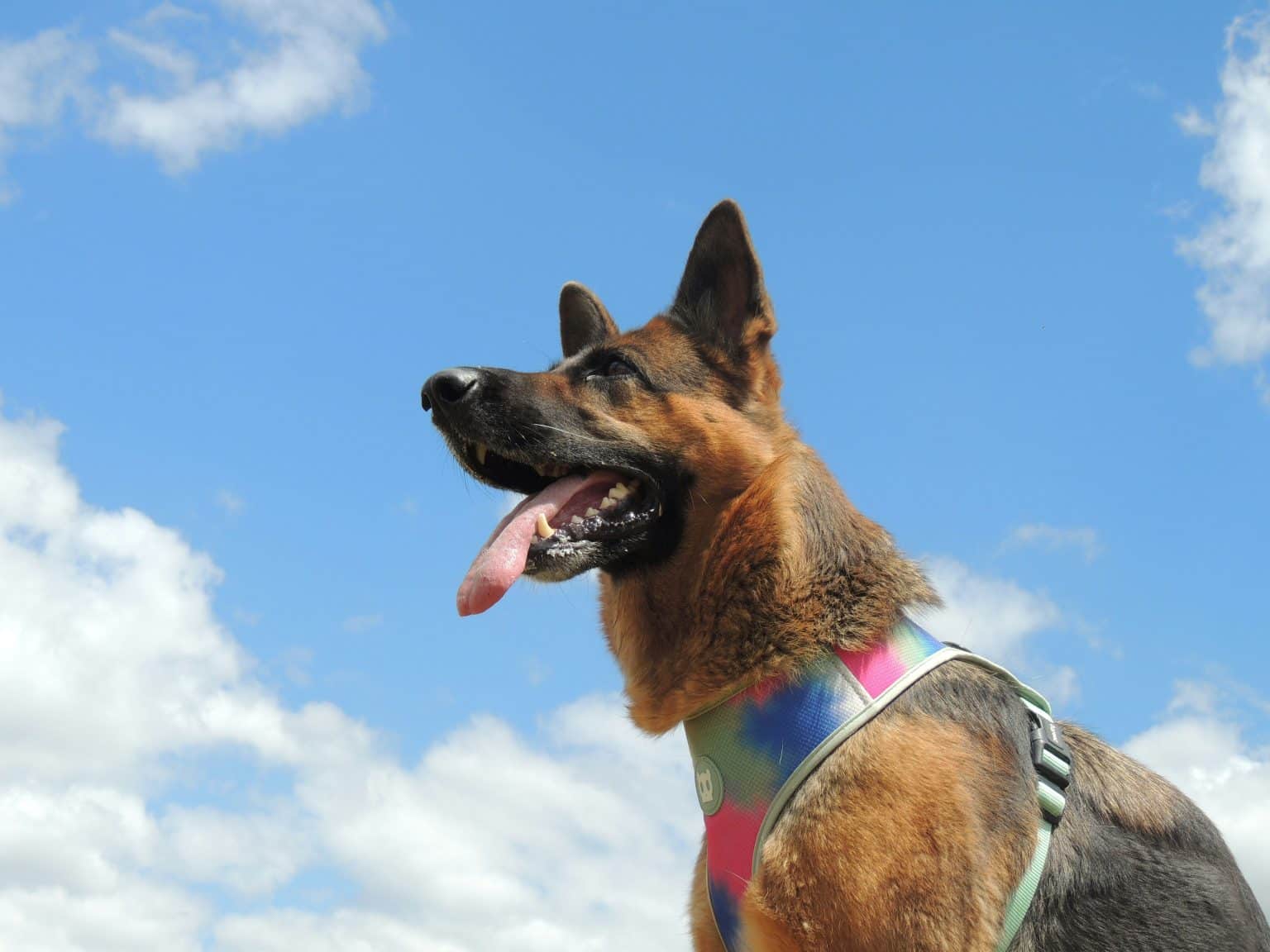 11 Quotes About the Rainbow Bridge That Will Touch Every Dog Lover’s ...