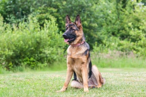 11 Focused Dog Breeds That Shine In High-Distraction Environments ...