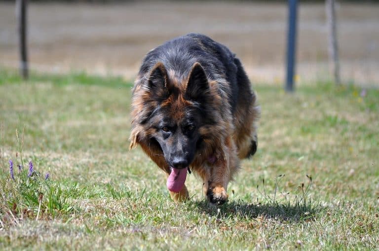 11 ‘Bold’ Dog Breeds That Love A Good Challenge - iHeartDogs.com
